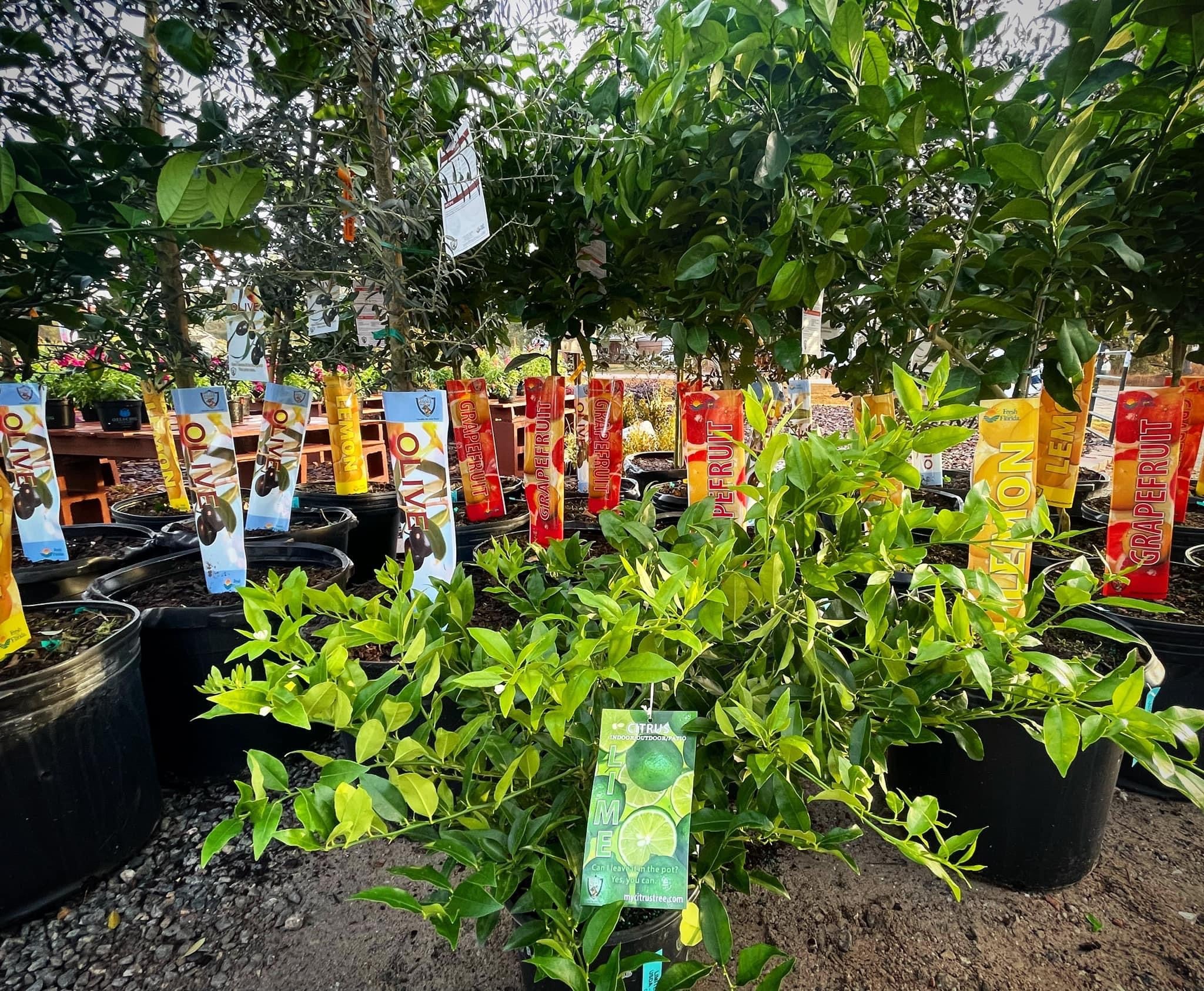 Fruit Trees – Pooler Plant Pick-Up Station