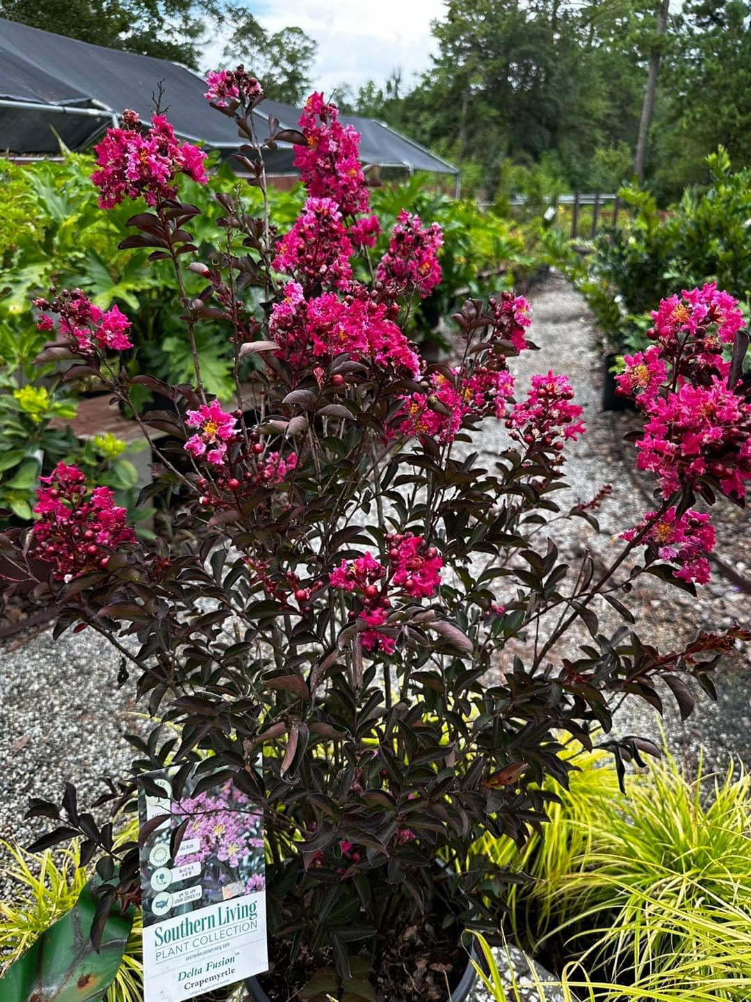 Trees – Pooler Plant Pick-Up Station