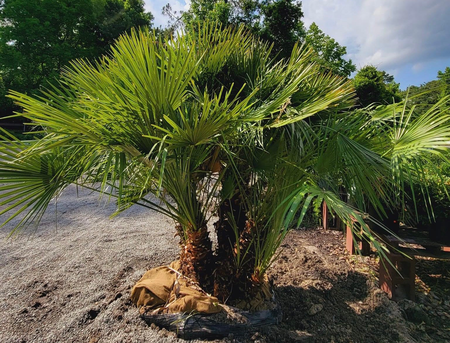 Palm Trees – Pooler Plant Pick-Up Station