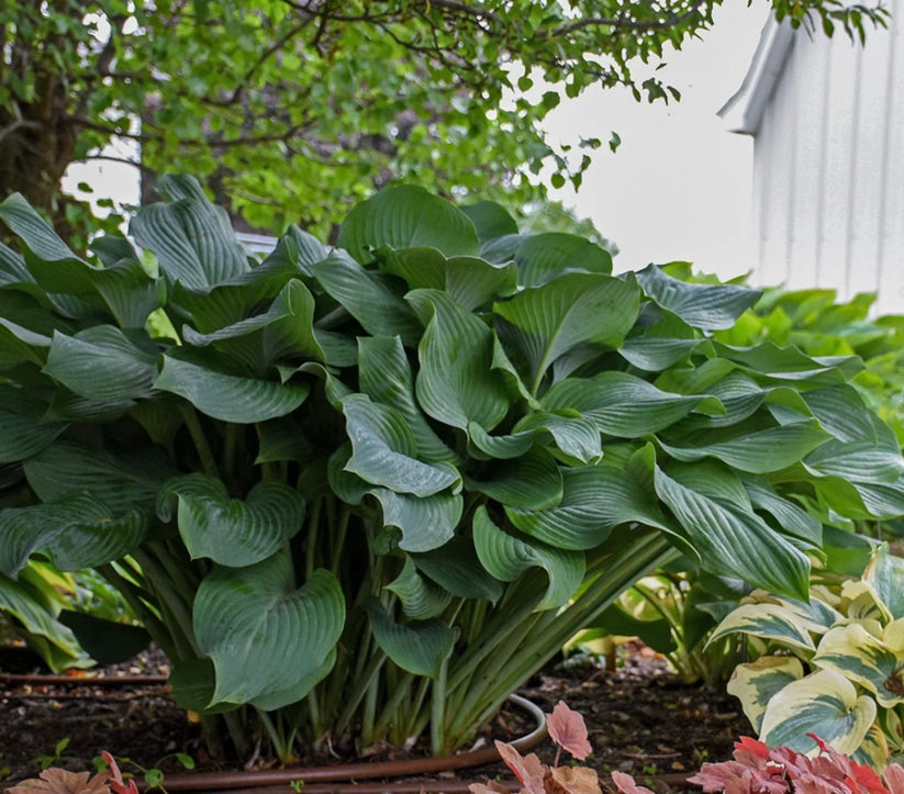 Hosta Krossa Regal – Pooler Plant Pick-Up Station