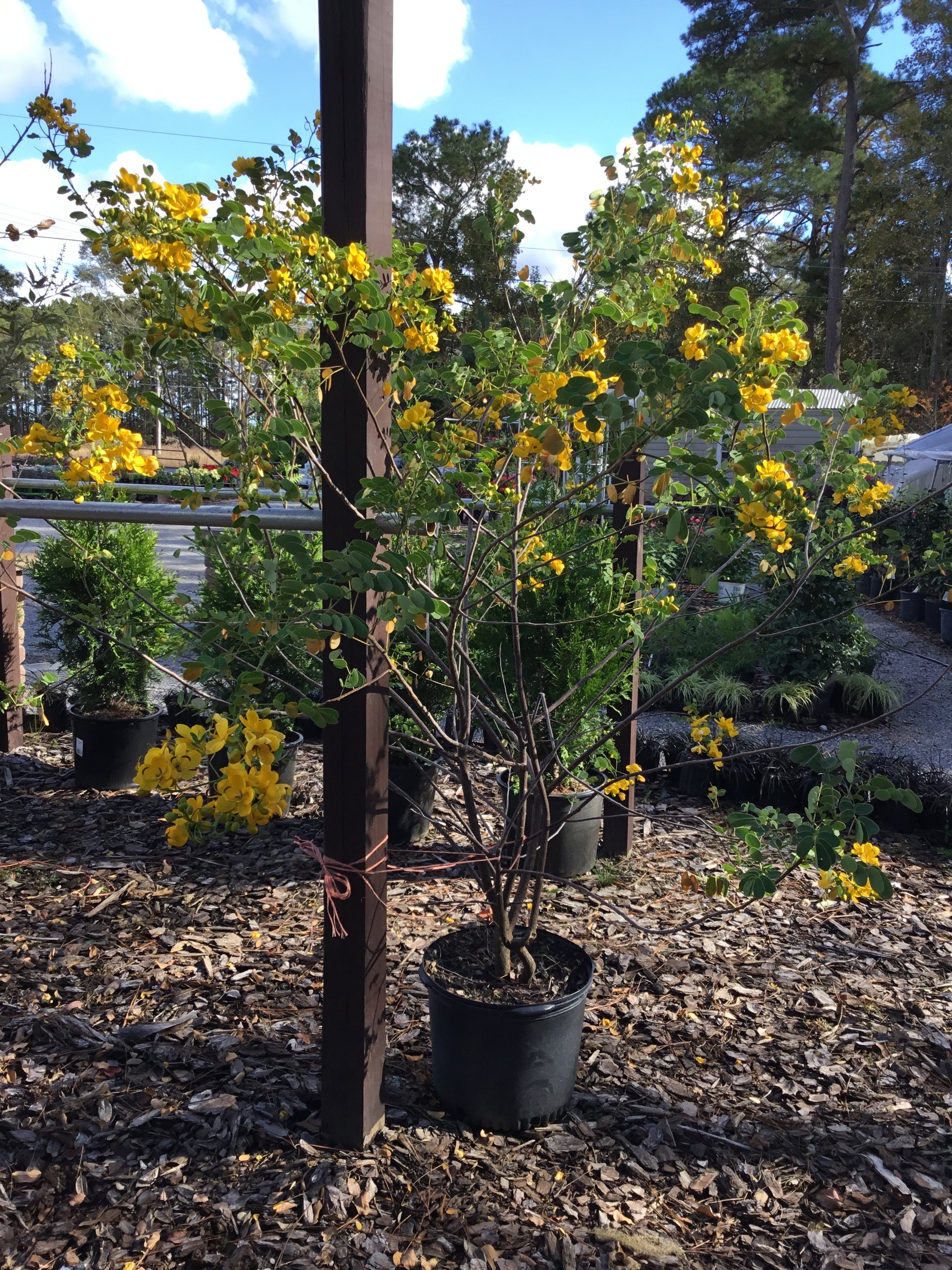 Cassia tree – Pooler Plant Pick-Up Station