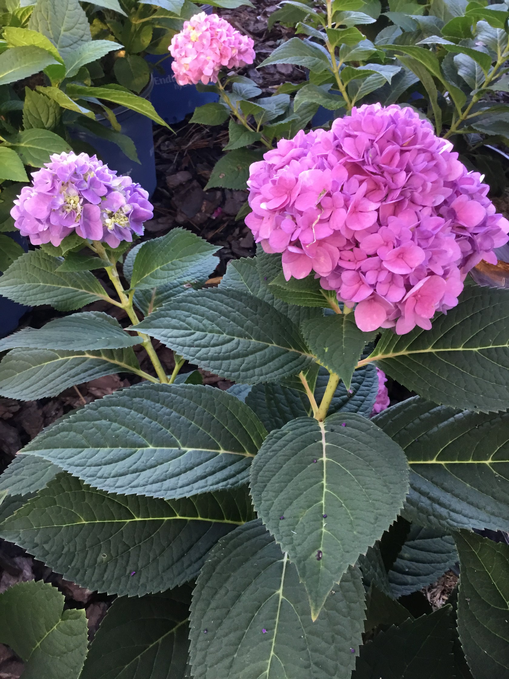 Hydrangea ‘Summer Crush’ – Pooler Plant Pick-Up Station