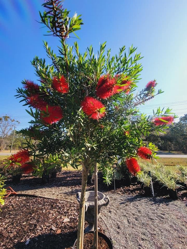 Bottlebrush Tree ‘Red Cluster’ – Pooler Plant Pick-Up Station