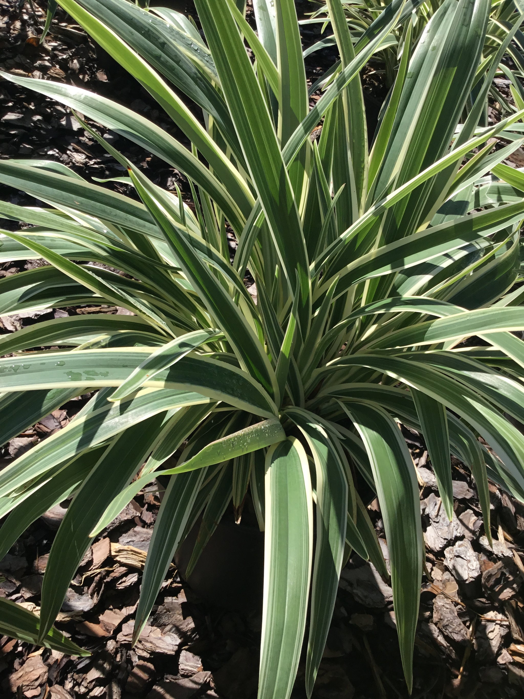 Dianella Flax Lily – Pooler Plant Pick-Up Station
