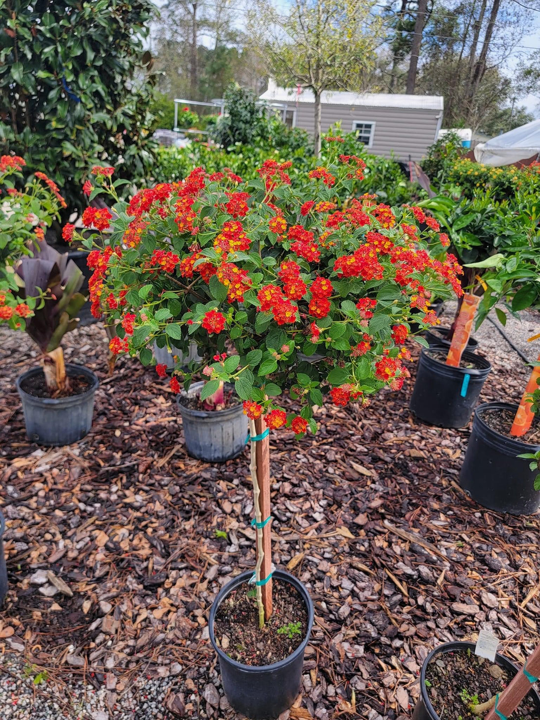 Lantana ‘Topiary Tree’ – Pooler Plant Pick-Up Station