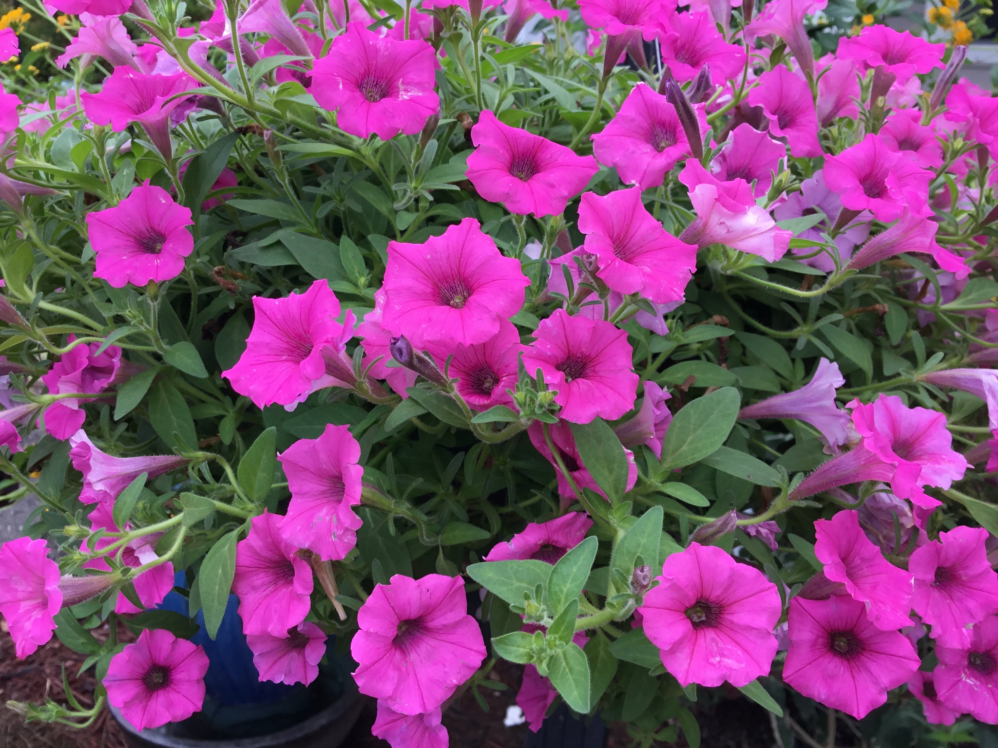 Petunias & Supertunia – Pooler Plant Pick-Up Station