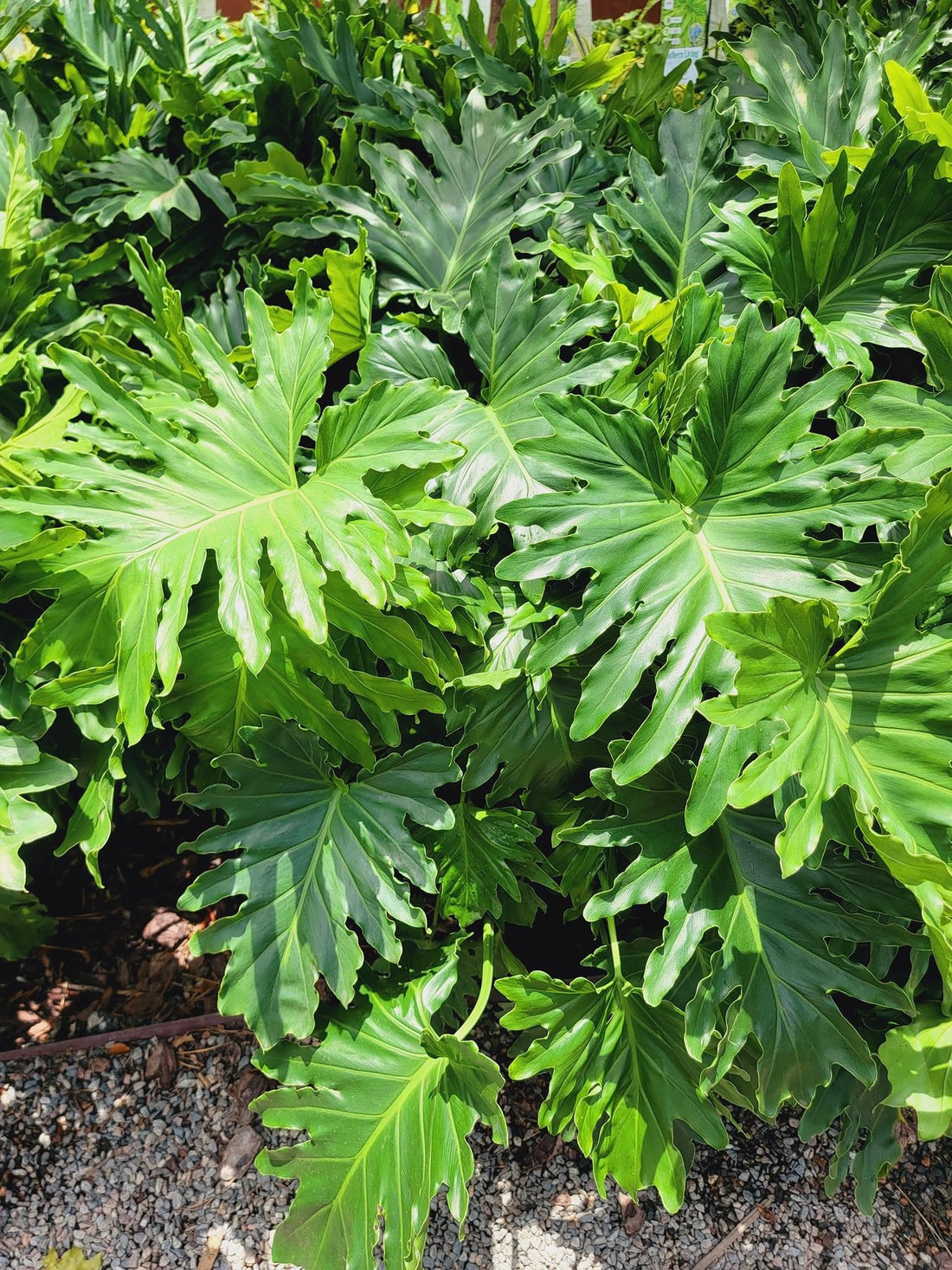 Philodendron ‘Split Leaf’ – Pooler Plant Pick-Up Station