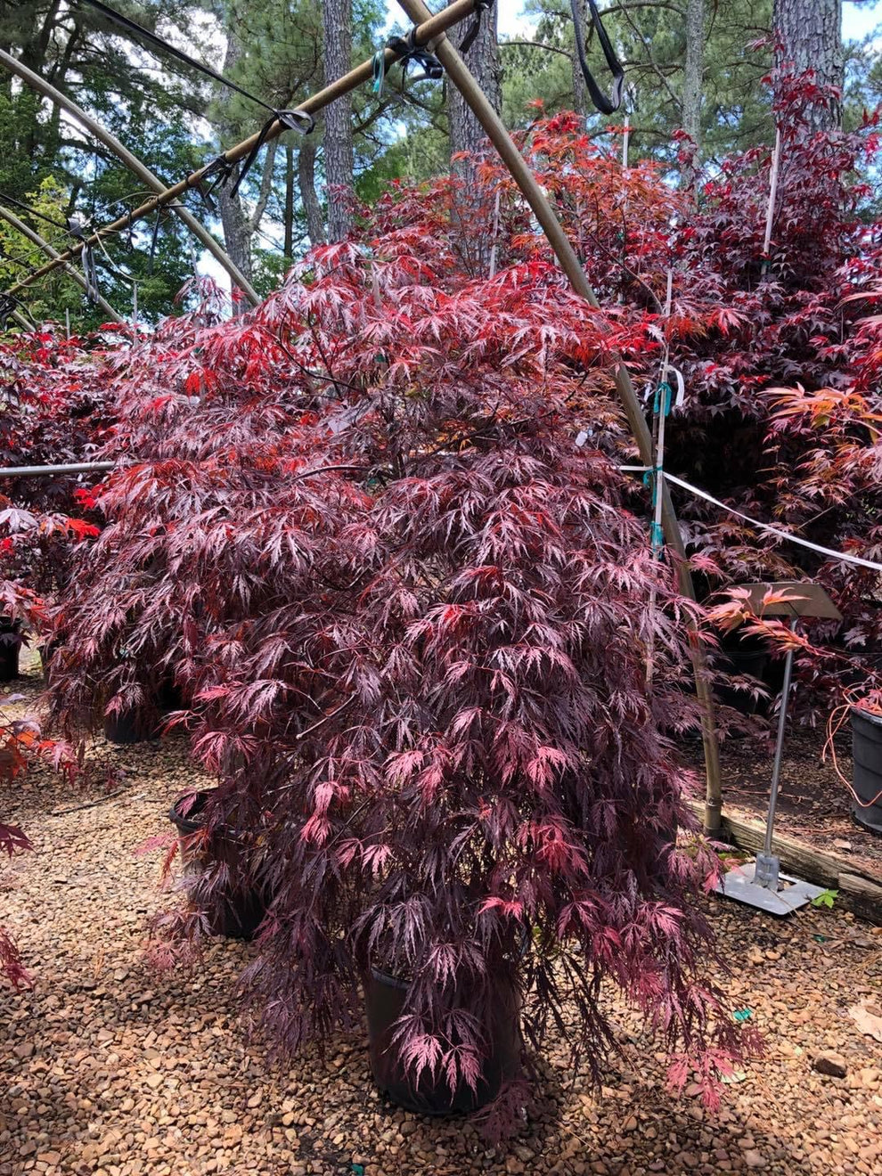 Japanese Maple ‘Weeping’ – Pooler Plant Pick-Up Station