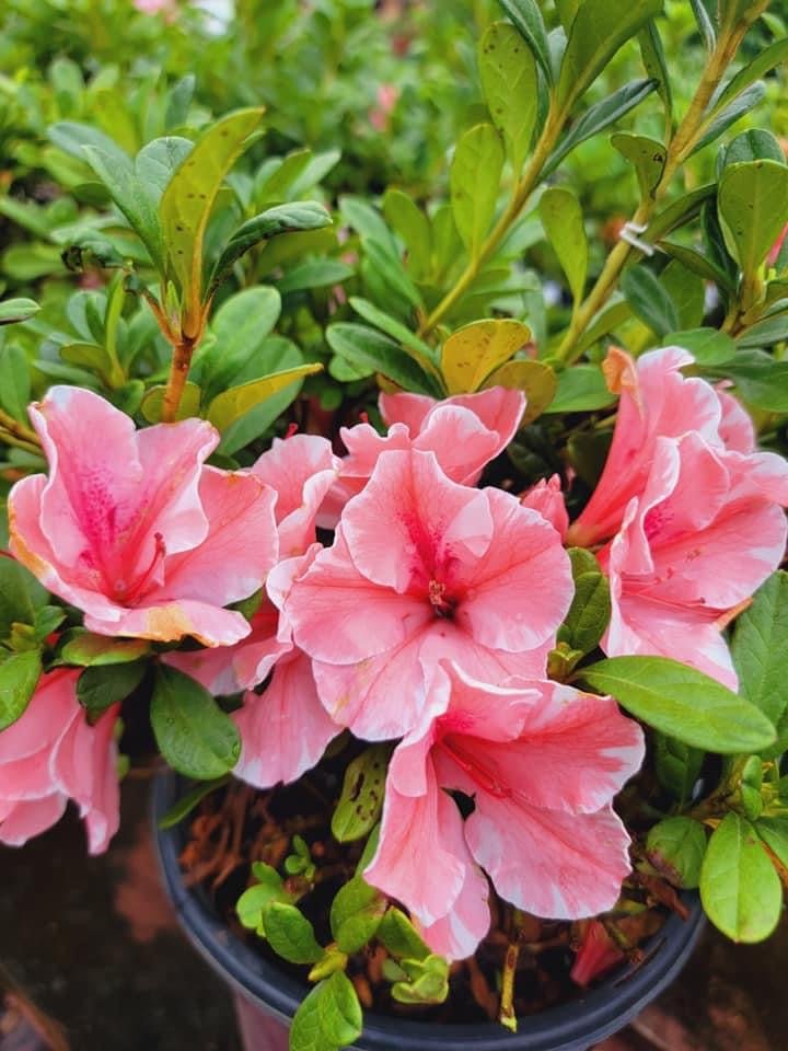 Azalea encore ‘Sunburst’ – Pooler Plant Pick-Up Station