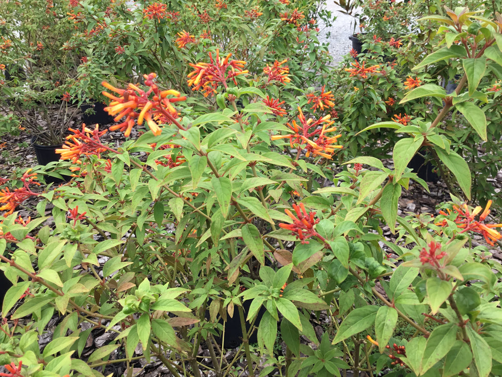 Hamelia Firebush – Pooler Plant Pick-Up Station