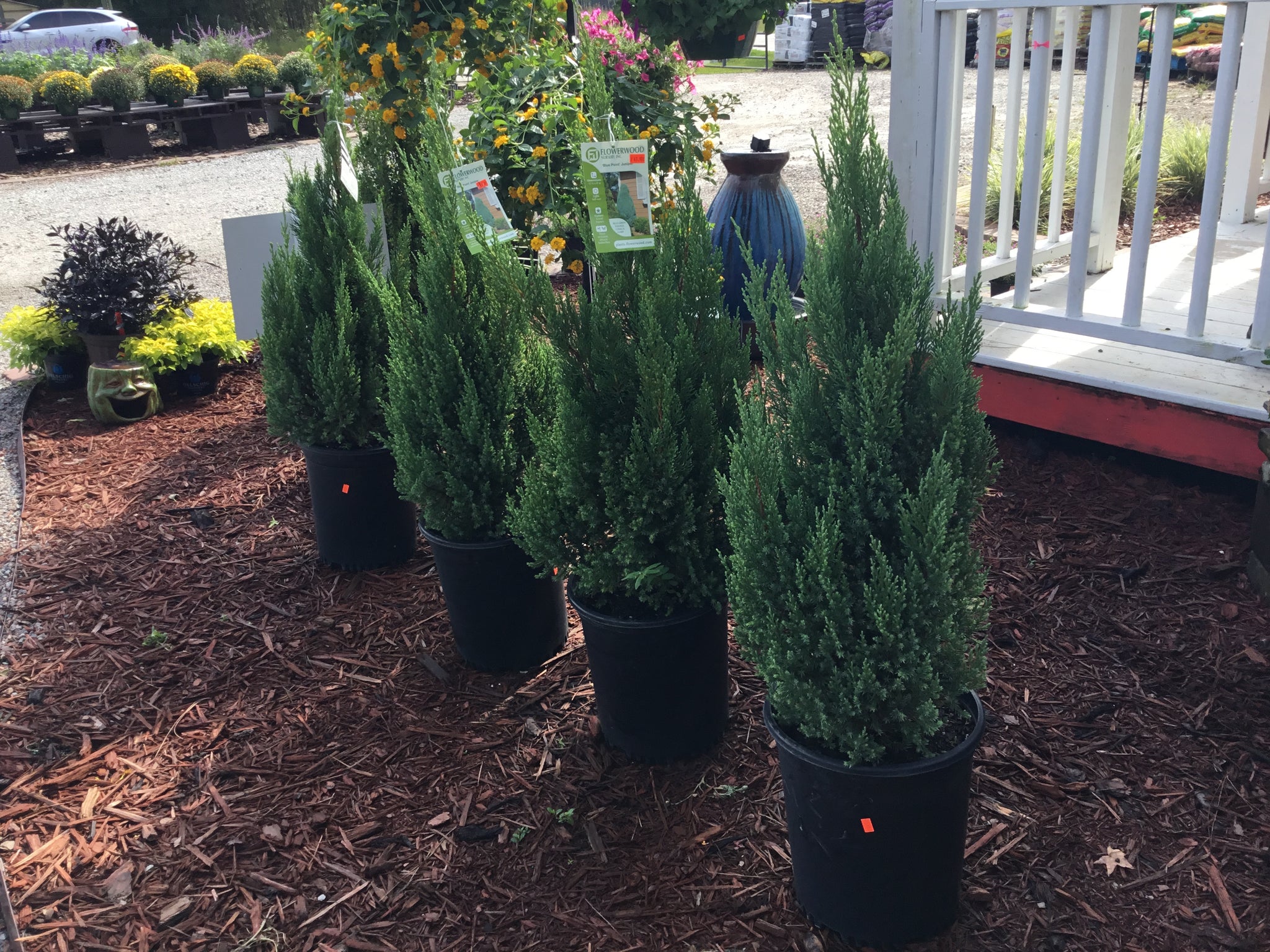 Juniper ‘Blue Point’ – Pooler Plant Pick-Up Station