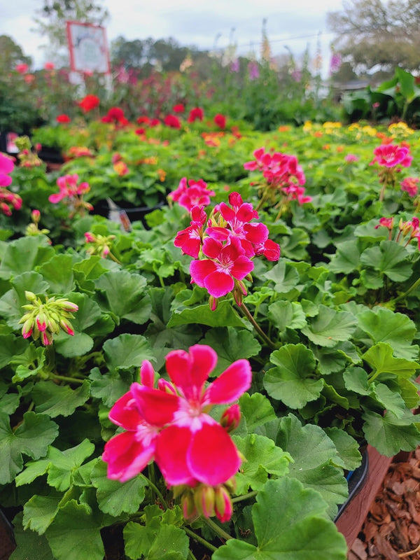 Geraniums – Pooler Plant Pick-Up Station