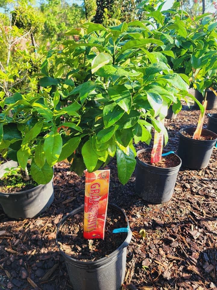 Grapefruit Tree ‘Ruby Red’ – Pooler Plant Pick-Up Station