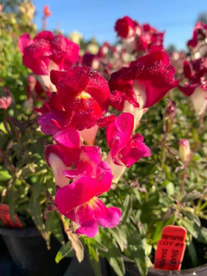 Snapdragons – Pooler Plant Pick-Up Station