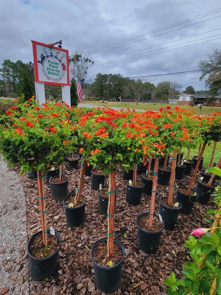Lantana ‘Topiary Tree’ – Pooler Plant Pick-Up Station
