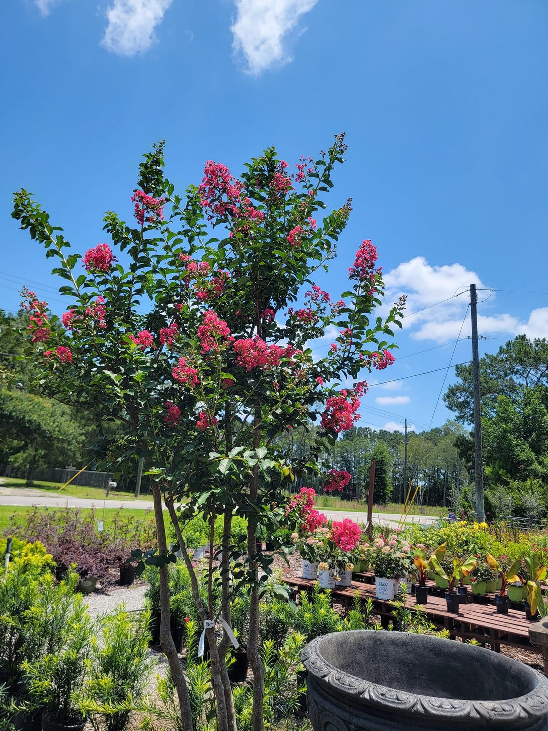 Crape Myrtle Trees – Pooler Plant Pick-Up Station