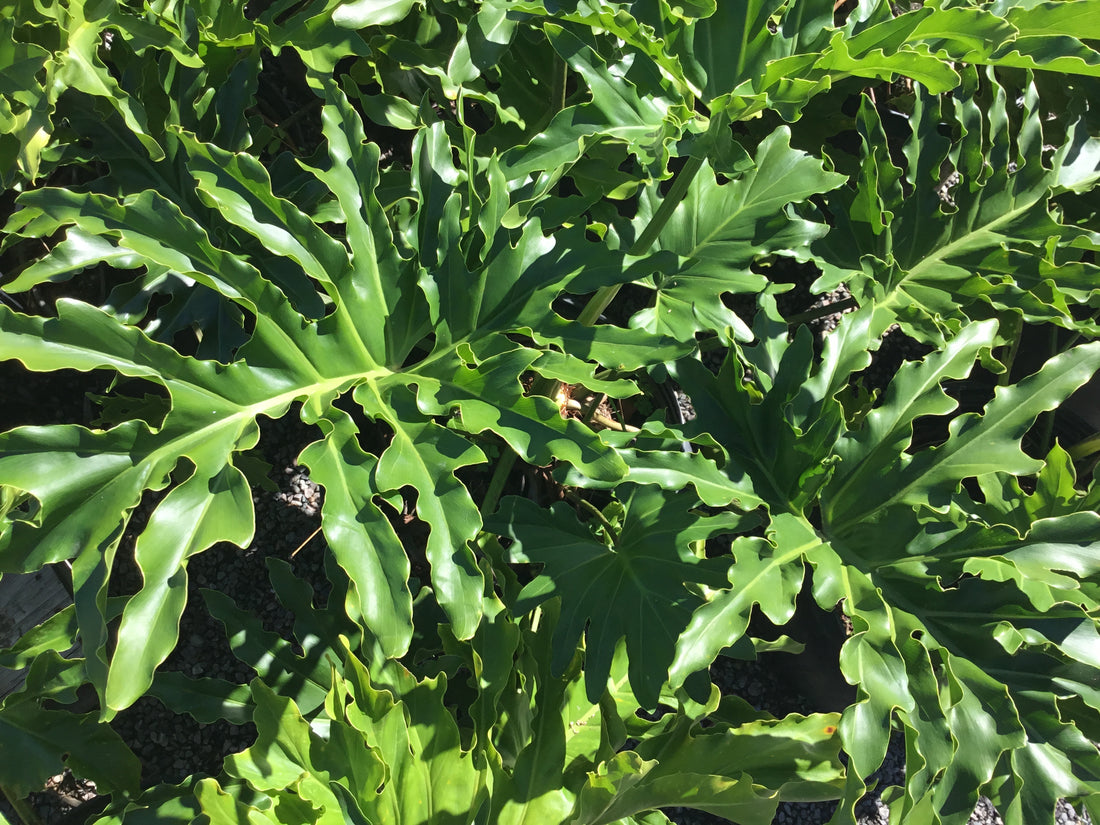 Philodendron ‘Split Leaf’ – Pooler Plant Pick-Up Station