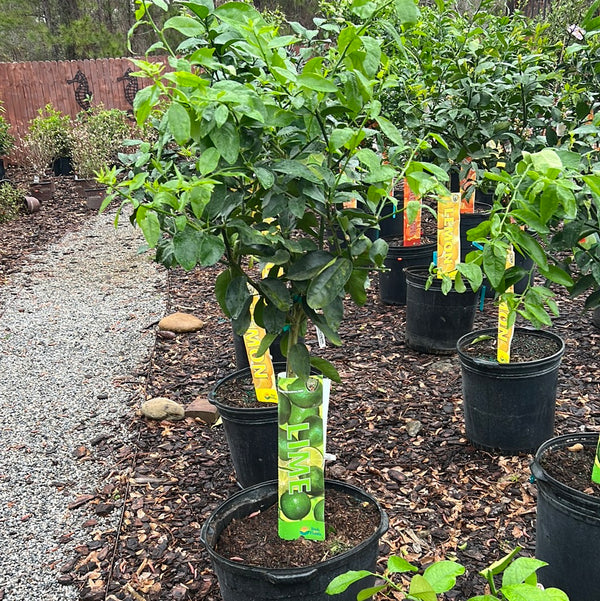 Lime tree, Persian – Pooler Plant Pick-Up Station