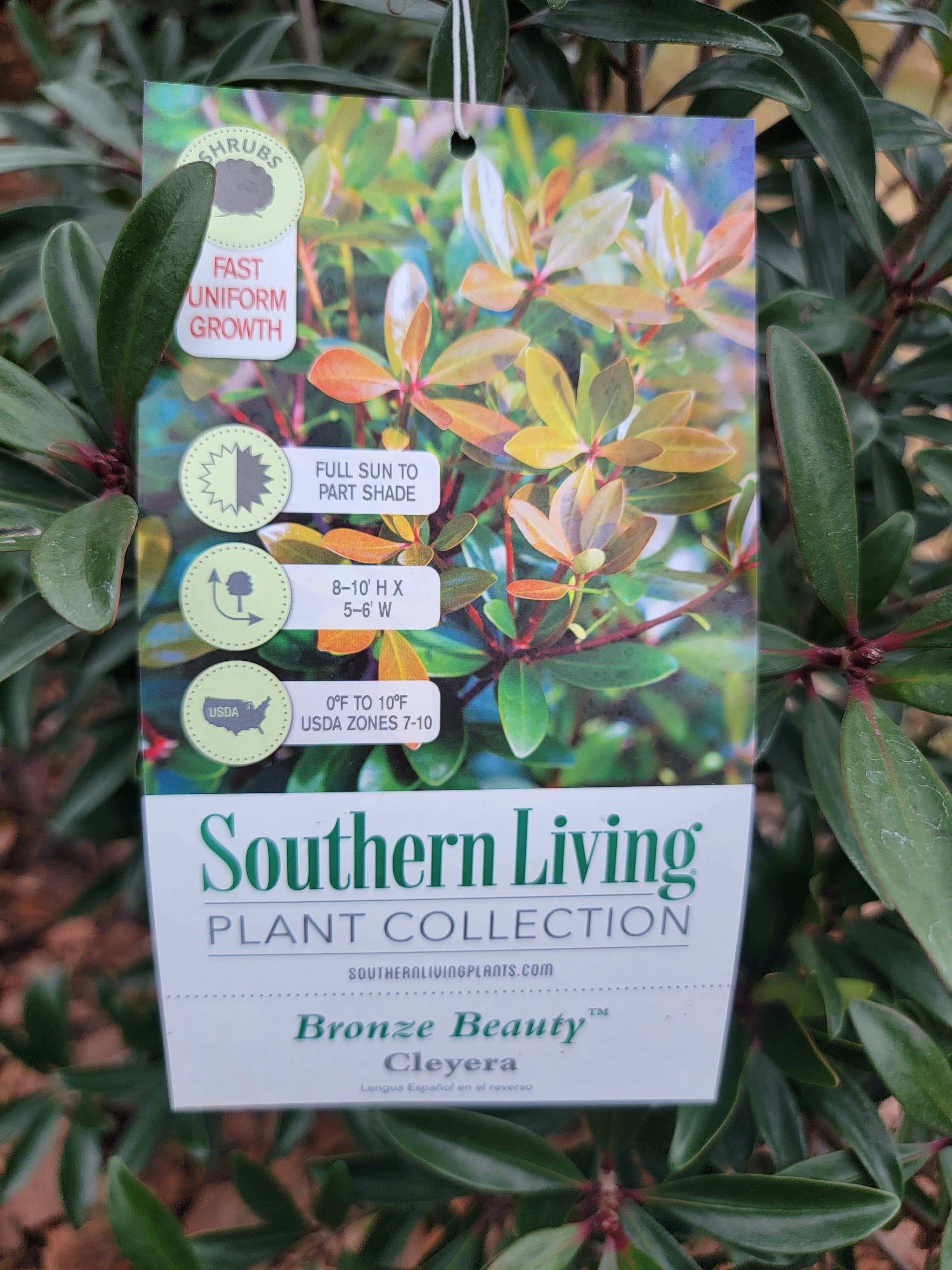 Cleyera Japonica – Pooler Plant Pick-Up Station