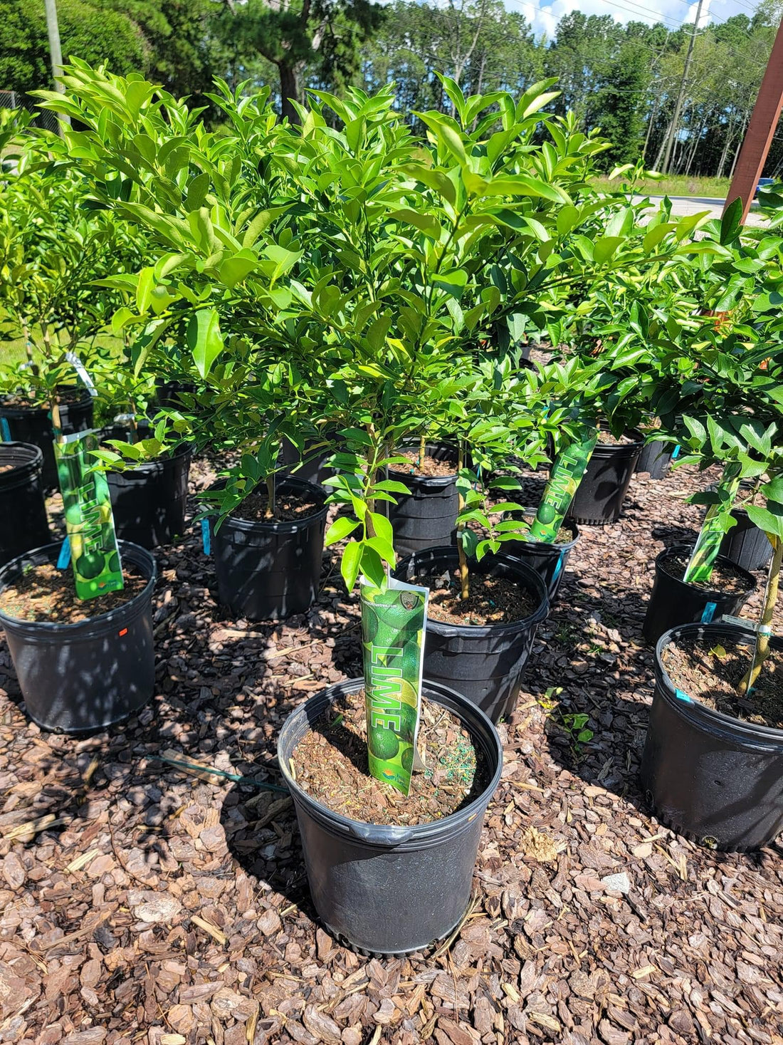 Key Lime Tree (thorny) – Pooler Plant Pick-Up Station