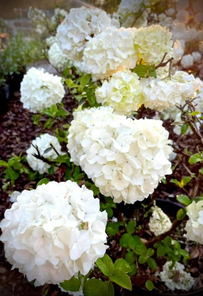 Snowball Viburnum – Pooler Plant Pick-Up Station